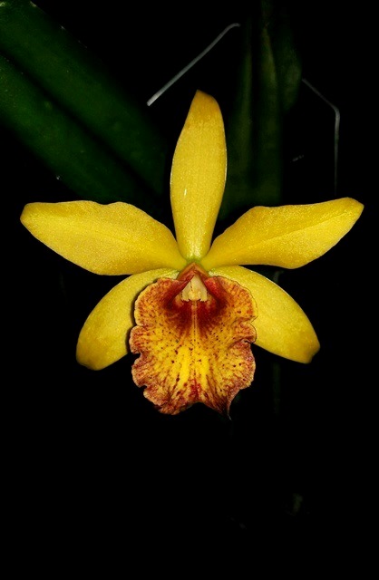 Lc. Golden Tang `H&R´ - Orquidário Santa Bárbara