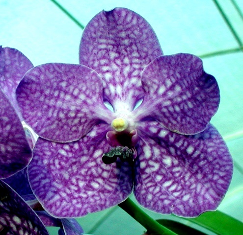 Vanda Pakchong Blue - Orquidário Santa Bárbara