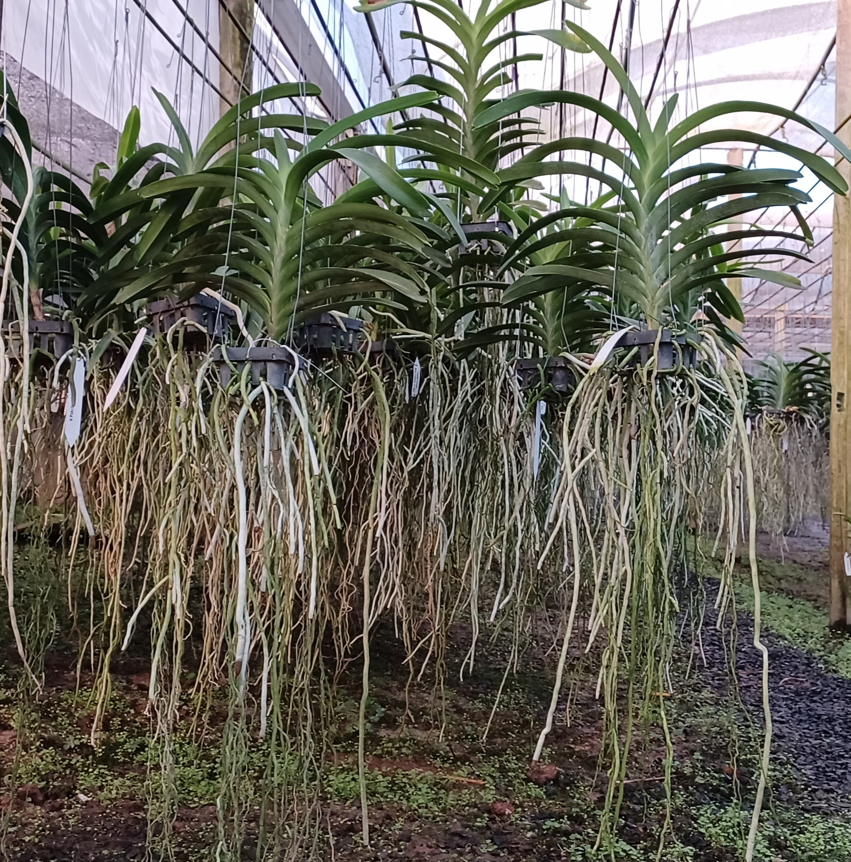 Vanda Pakchong Blue - Orquidário Santa Bárbara