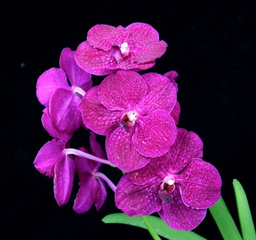 Vanda Pakchong Blue 2n x Ascda. Lenachai - Lumpini Red - Orquidário ...