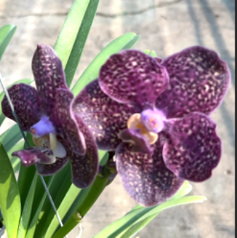 Vanda Mini 4N x Kulwadee Fragrance Black - Orquidário Santa Bárbara