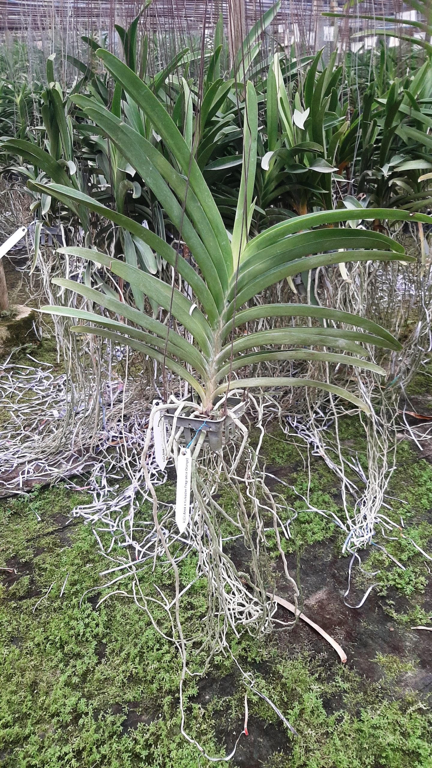 Vanda Dr. Anek x Kulwadee Fragrance Orange